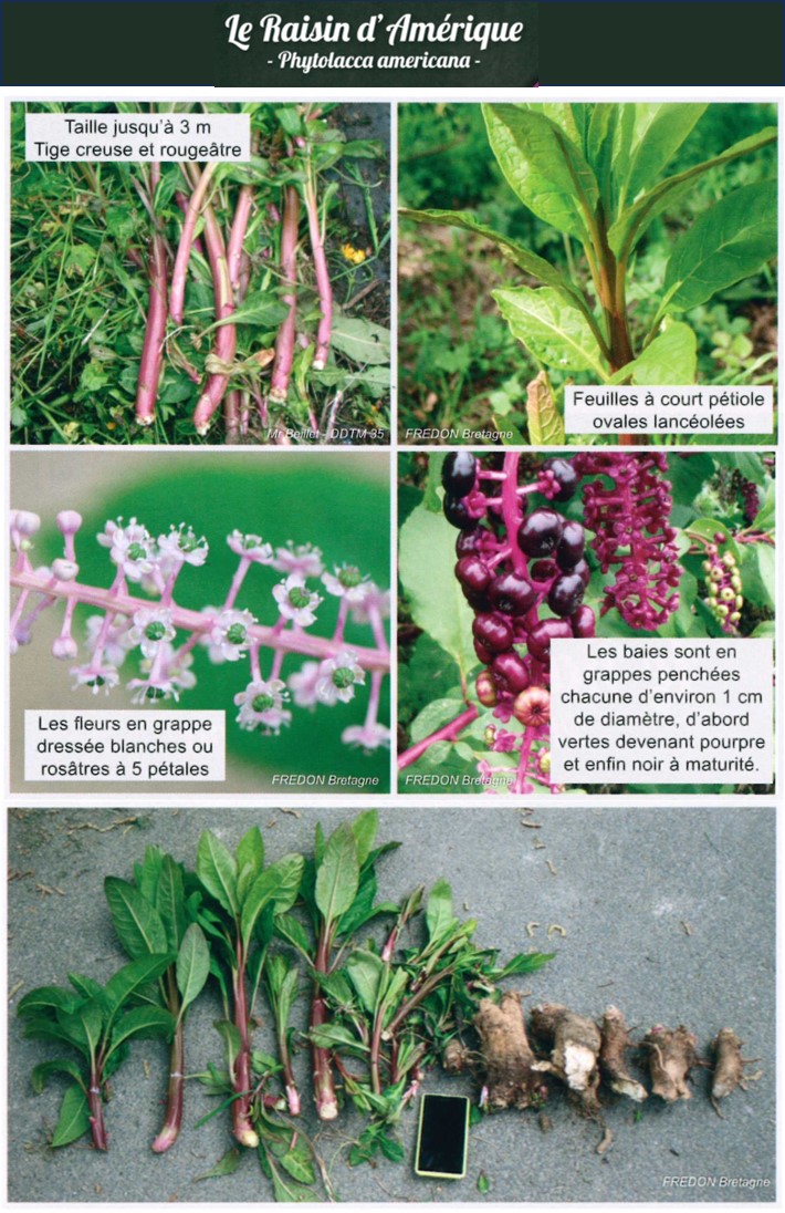 Le Raisin d’Amérique - Plumergat